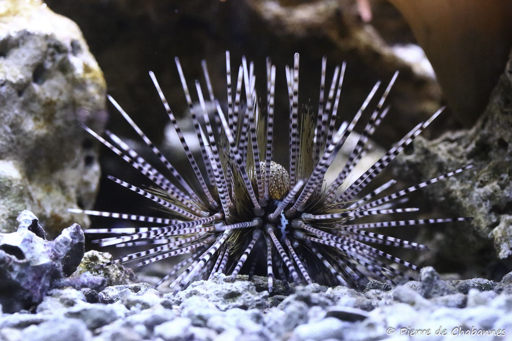 Echinothrix calamaris – AquaReef Art